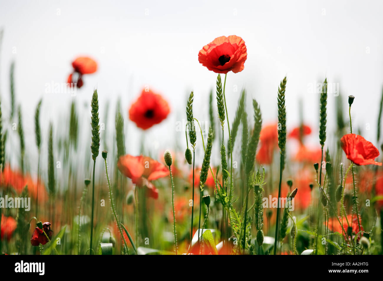 Blakedown hi-res stock photography and images - Alamy