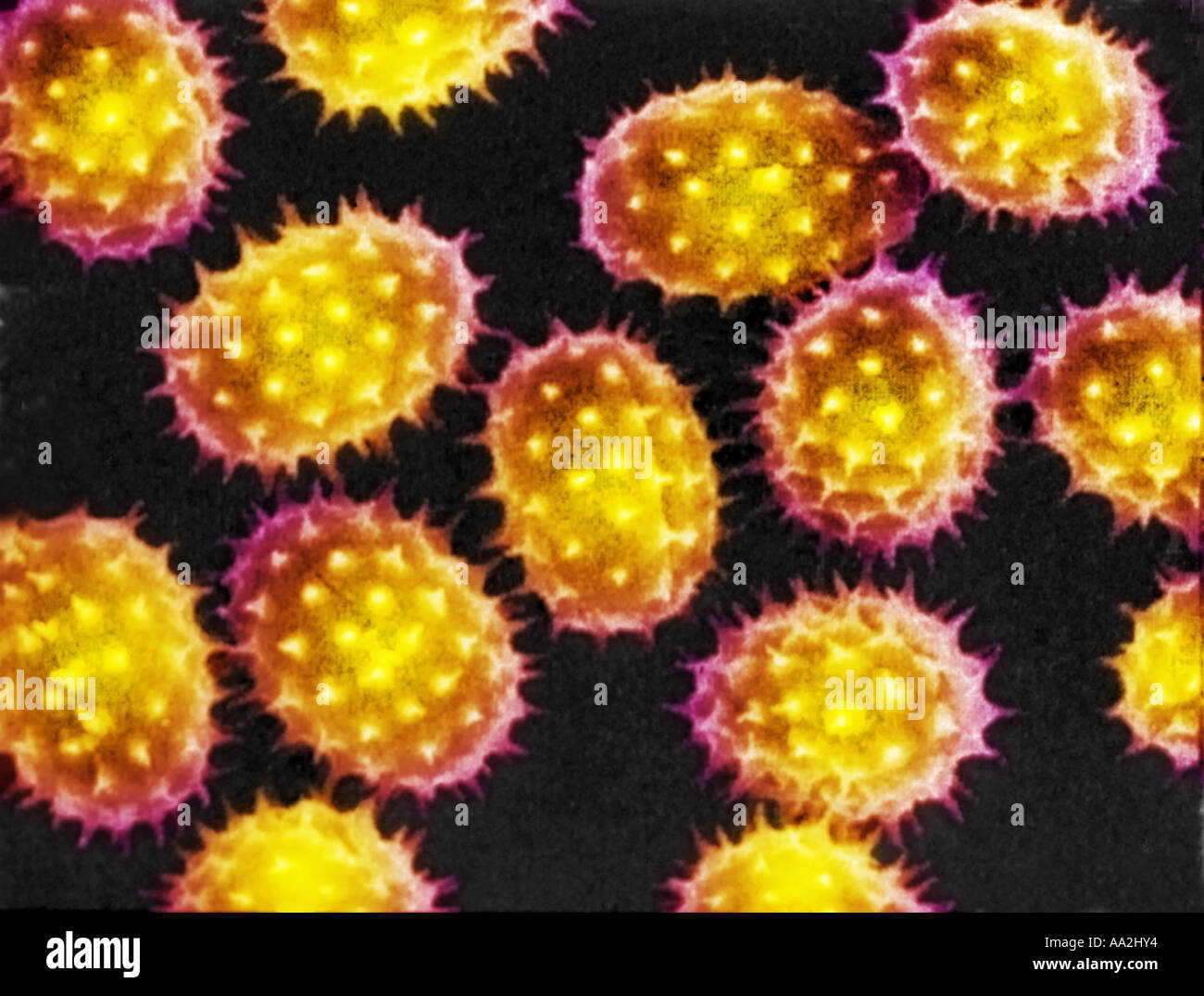 scanning electron micrograph of pollen grain Stock Photo - Alamy