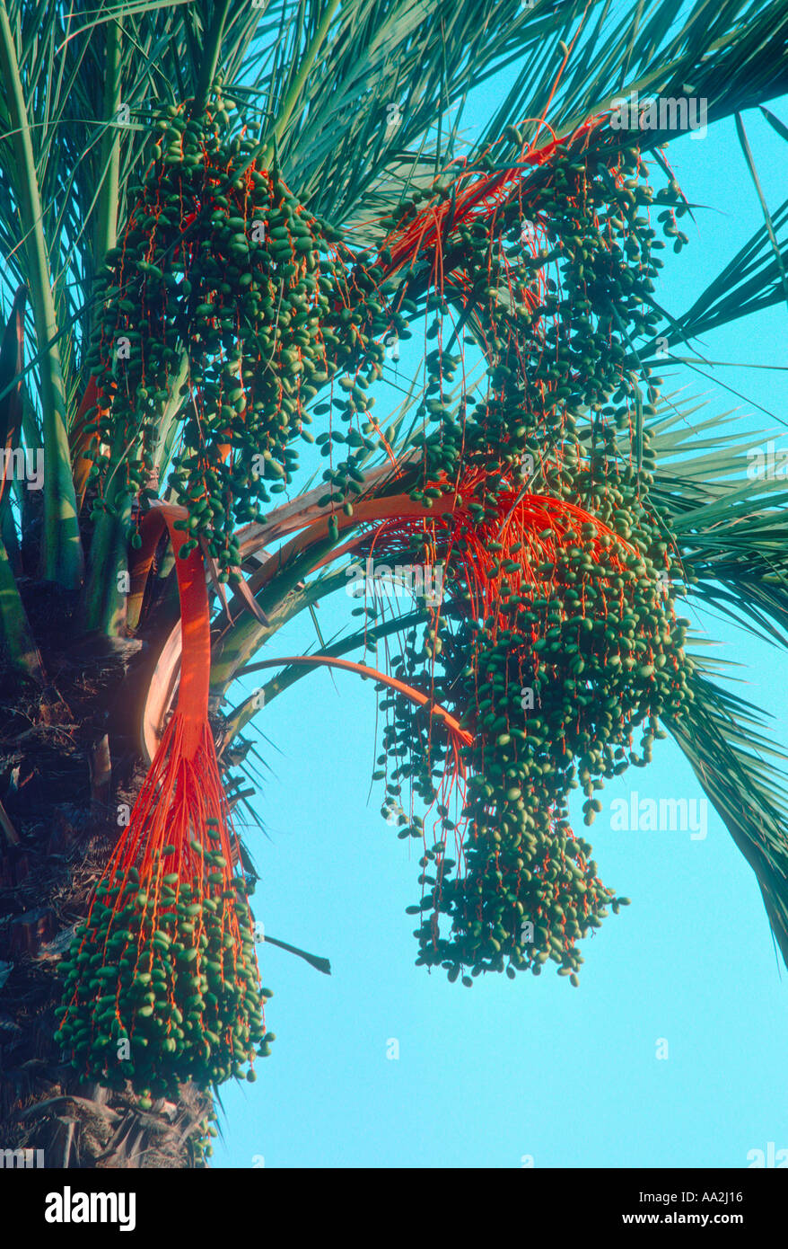 Dates growing on Date Palm Tree (Phoenix dactylifera Stock Photo - Alamy
