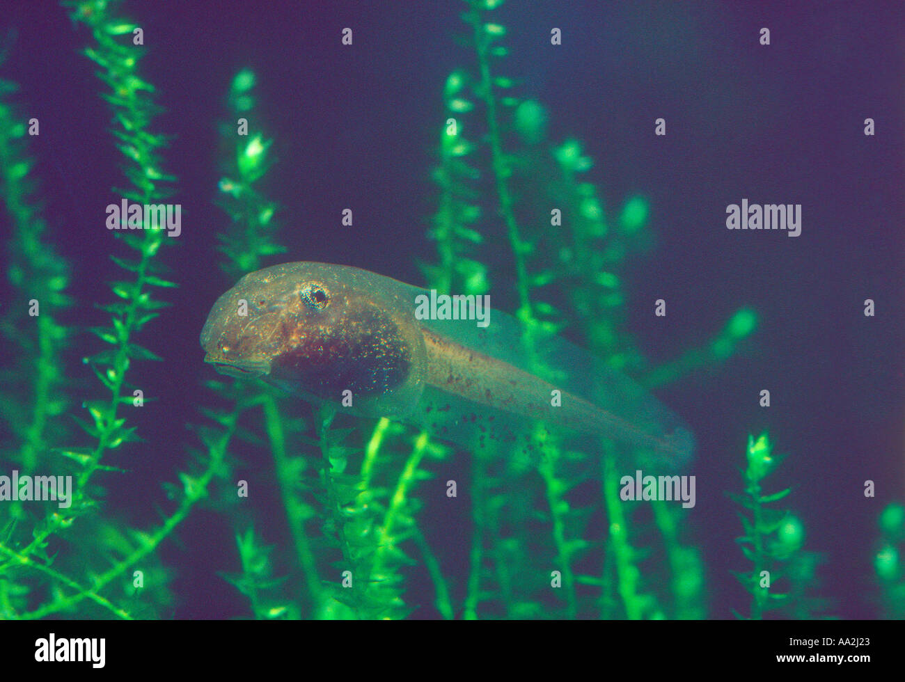 Common Toad, Bufo bufo. Tadpole on pond Stock Photo - Alamy