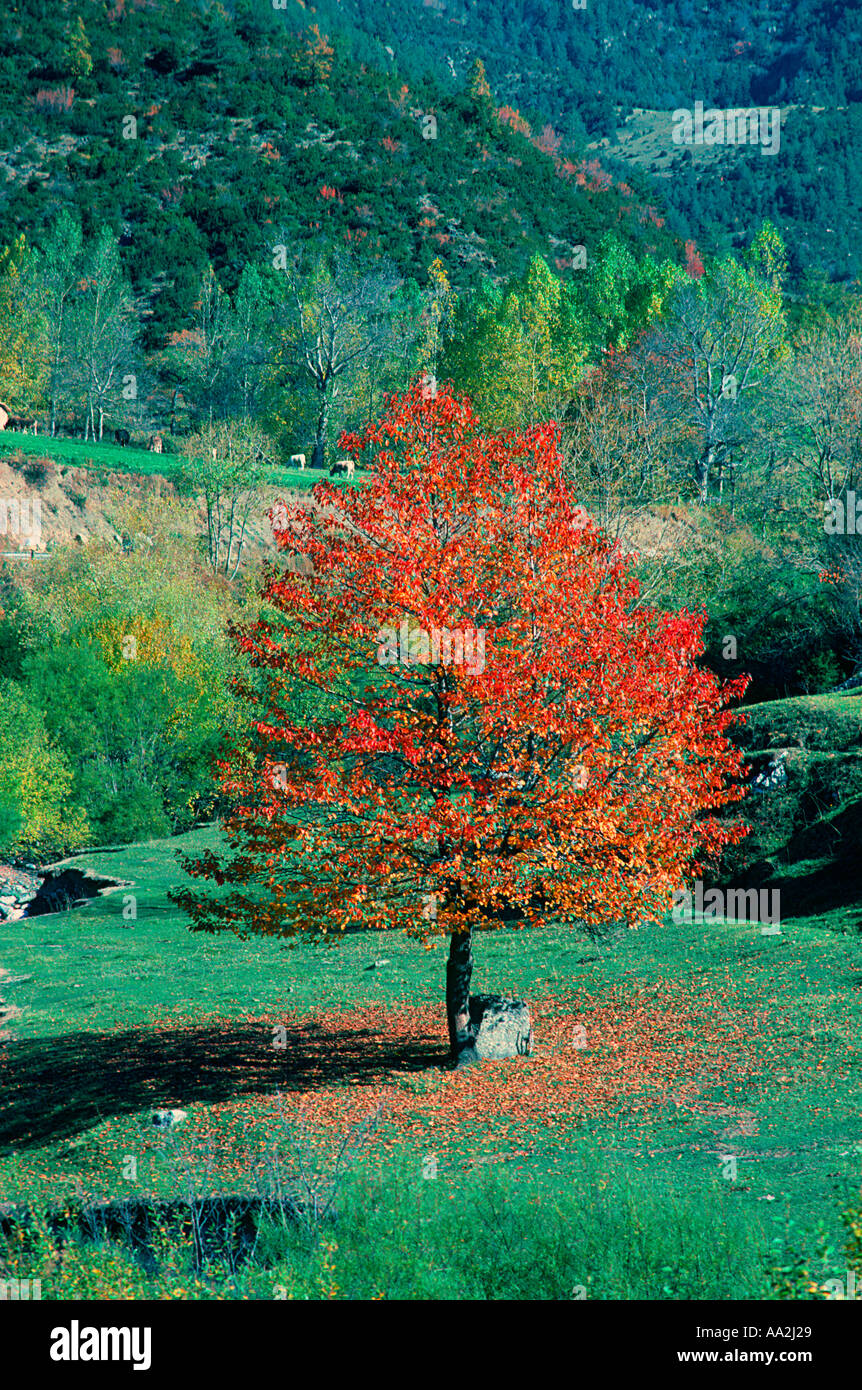 Prunus avium leaf hi-res stock photography and images - Alamy