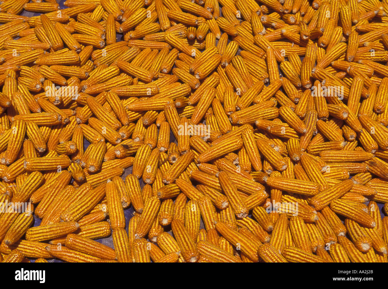 drying corn, corn drying, Hmong village, hill tribe, Chiang Mai ...