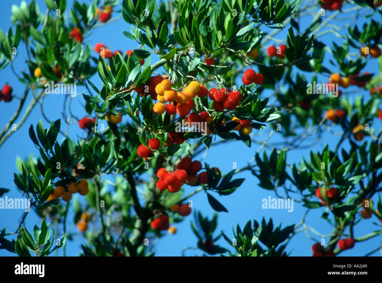 Strawberry tree arbutus unedo hi-res stock photography and images - Alamy