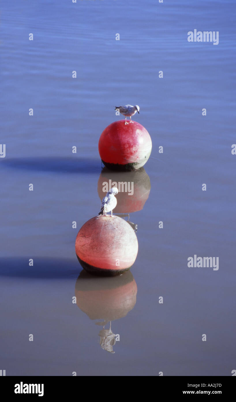 two gulls buoys shadows number 2196 Stock Photo - Alamy