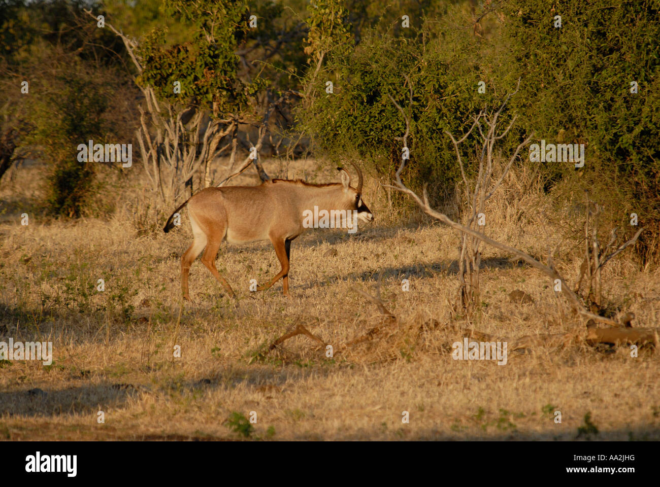 Roan antelope hippotragus equinus male hi-res stock photography and ...