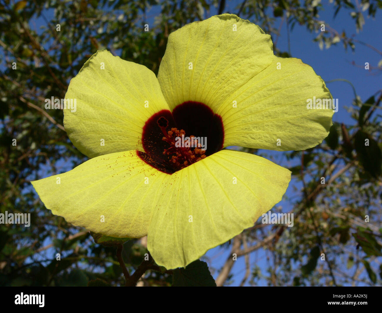 Wild Hibisus flower, Goa India Stock Photo - Alamy