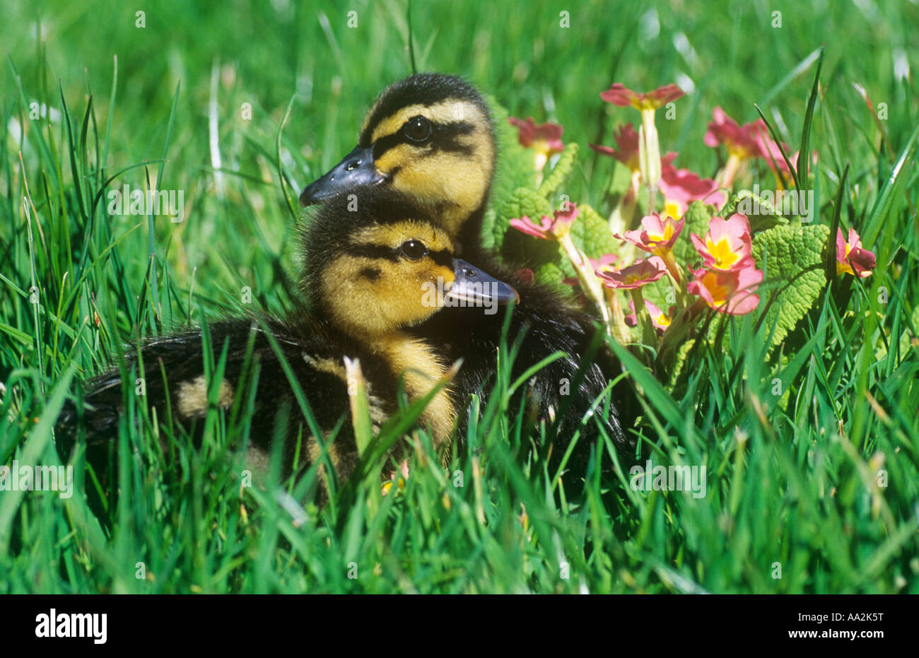 Mallard baby flower hi-res stock photography and images - Alamy