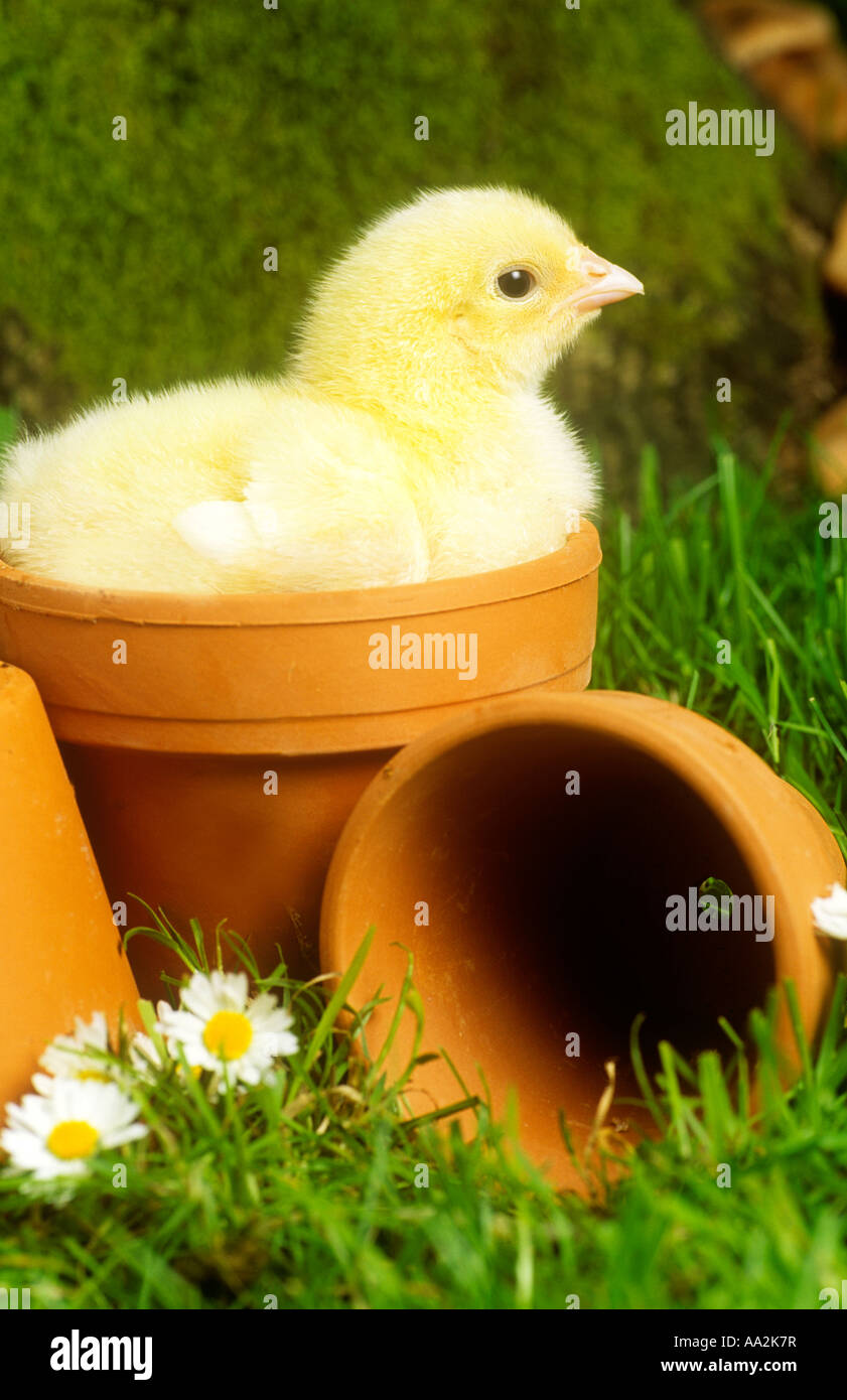 Chick in flower pot Stock Photo - Alamy
