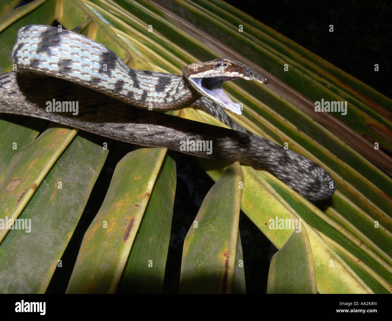 BROWN VINE SNAKE. Ahaetulla pulverulenta Non venomous Uncommon Goa ...