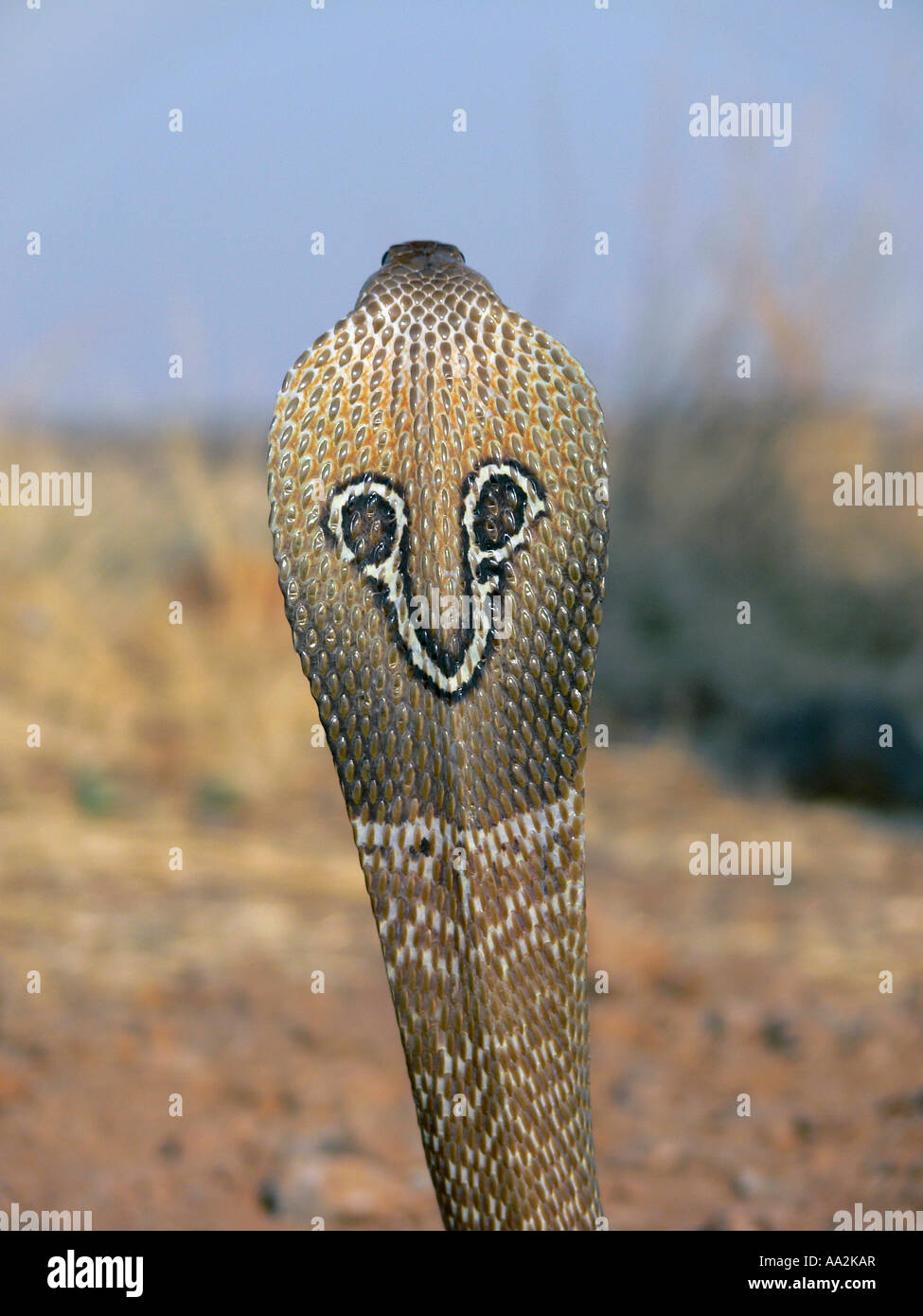 SPECTACLED COBRA. Naja naja. Venomous, common. Dive Ghat, Maharasthra ...