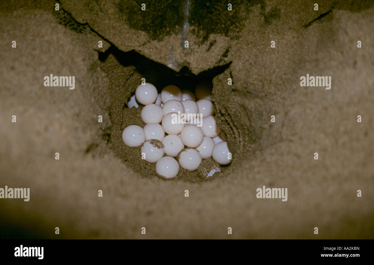 The Olive Ridley Sea turtle laying eggs on Rushikulya beach, Ganjam ...