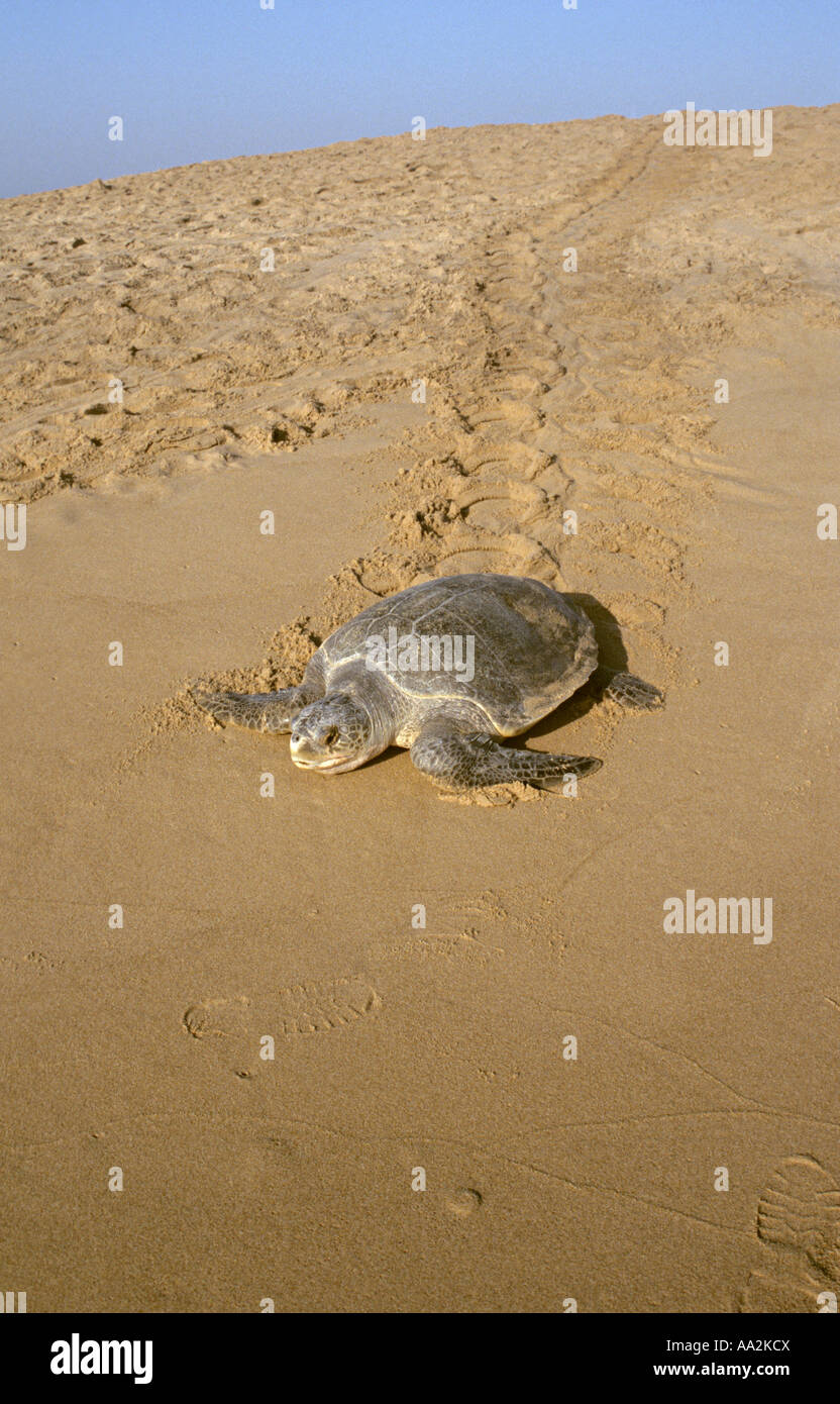 An Olive Ridley Sea turtle (female) returning to the sea after laying ...