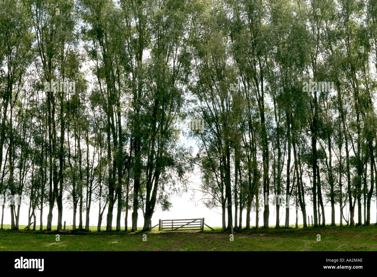 gate surrounded by tall trees in New Zealand Stock Photo - Alamy