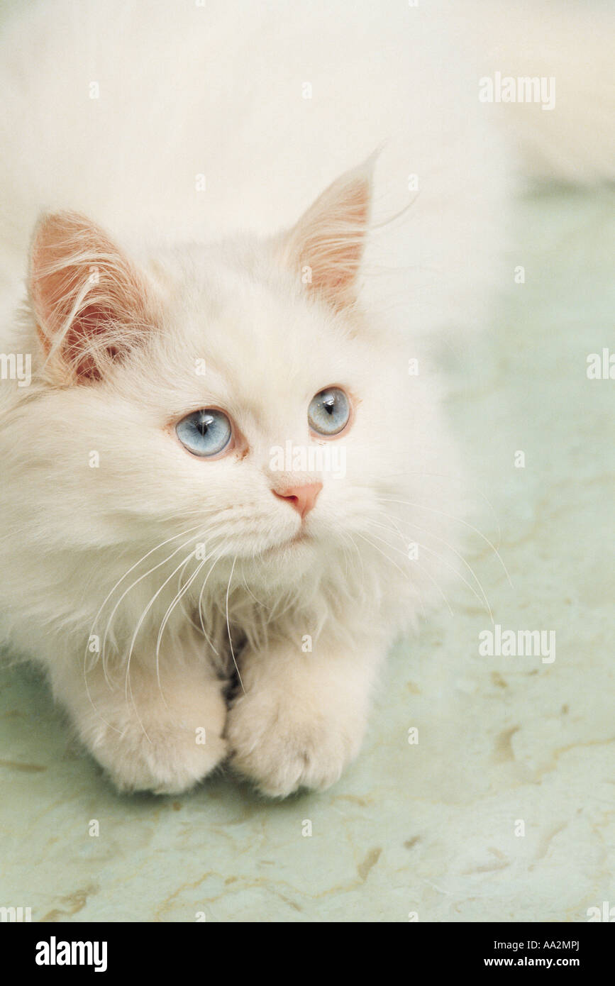 Angola animal hi-res stock photography and images - Alamy