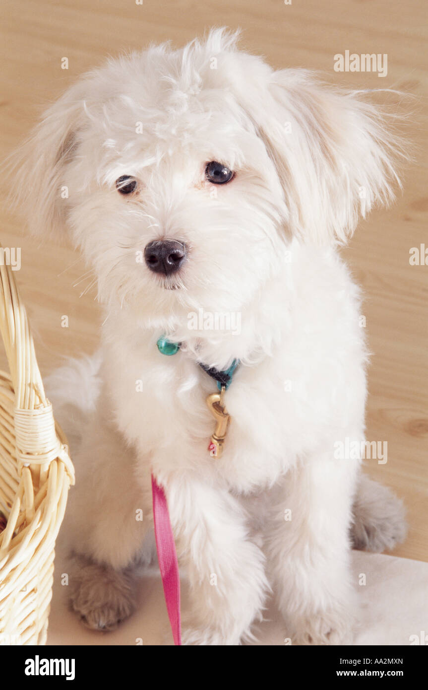 a white maltese puppy Stock Photo - Alamy