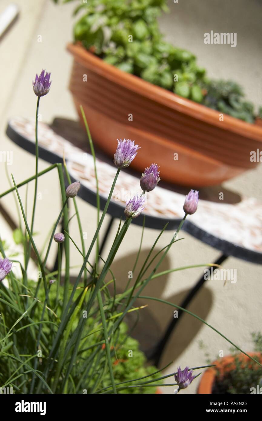 chives in garden Stock Photo - Alamy