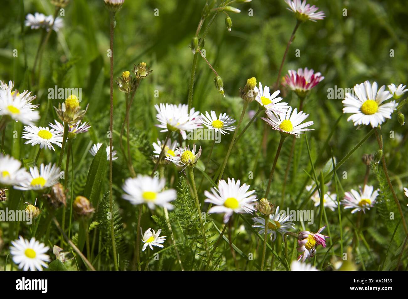 Daisy summers hi-res stock photography and images - Alamy