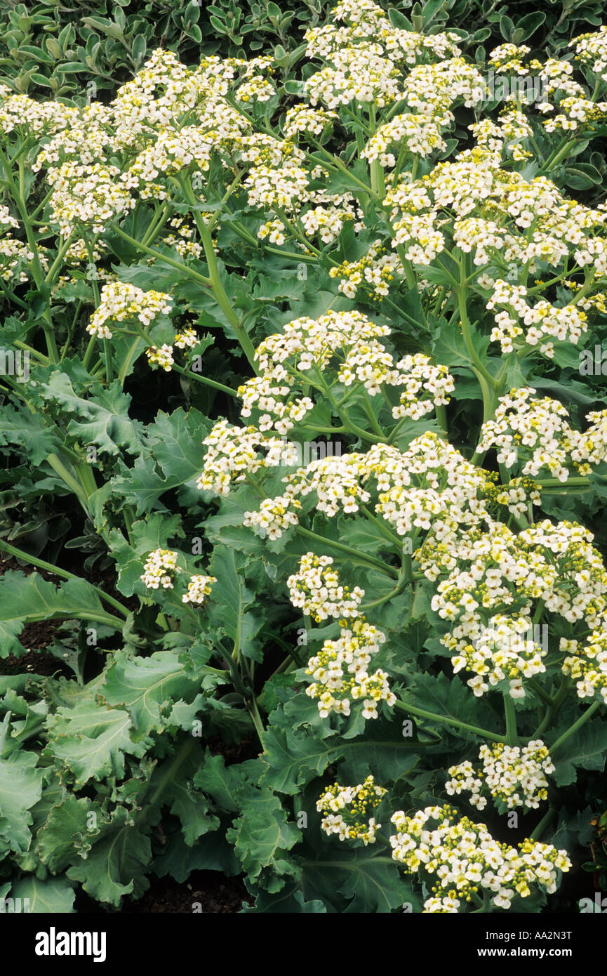 Crambe maritima, Sea Kale, white flower, garden plant Stock Photo - Alamy