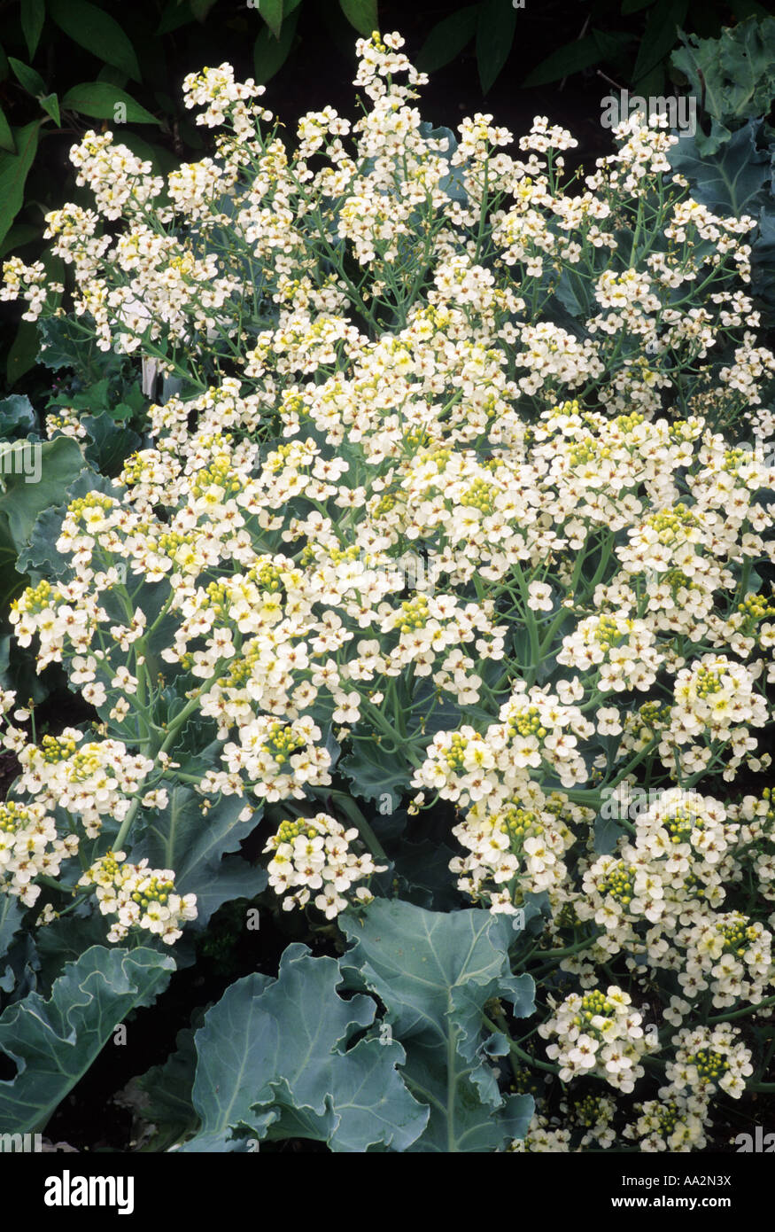 Crambe maritima, Sea Kale, white flower, garden plant Stock Photo - Alamy
