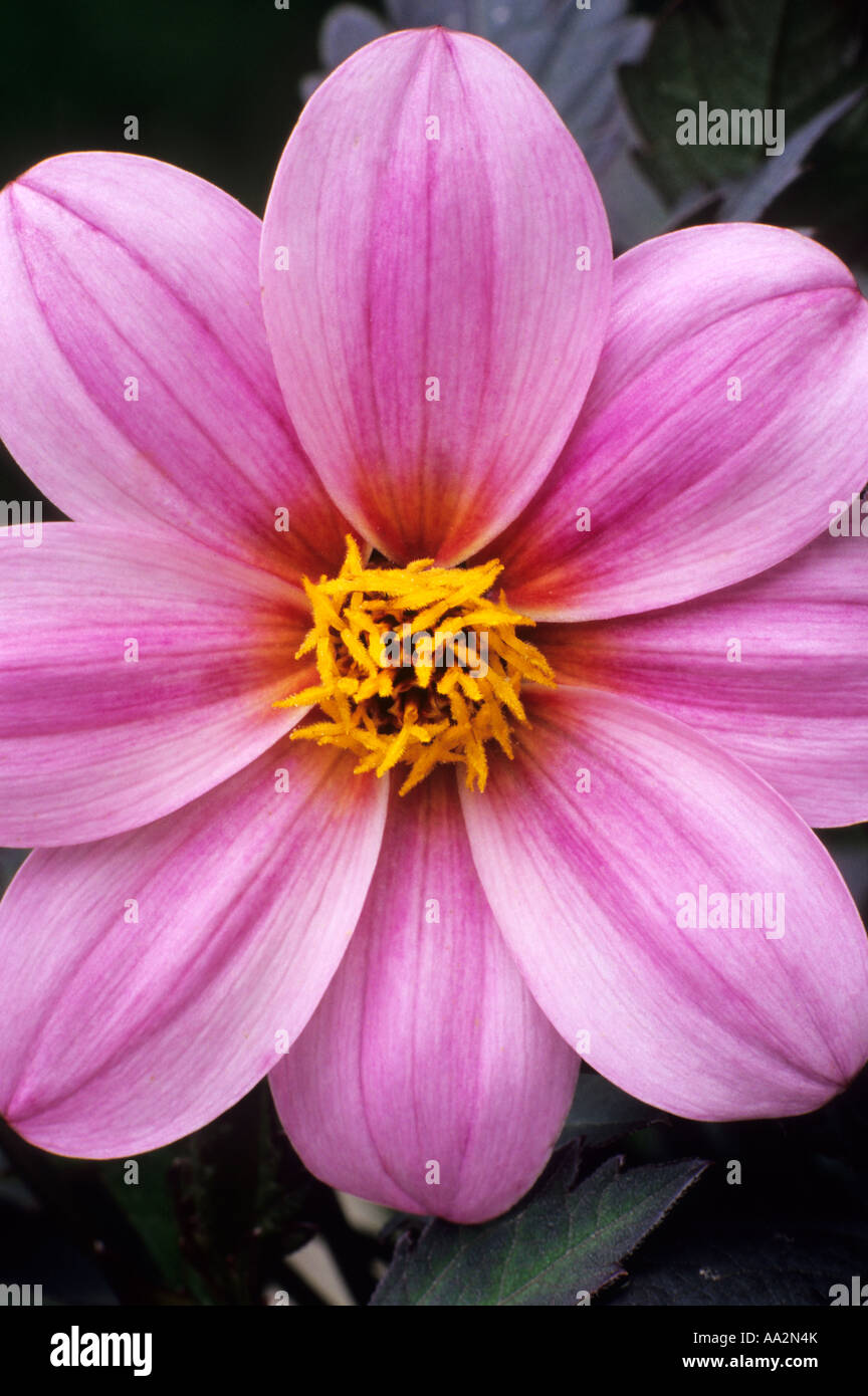 Dahlia 'Candy Eyes', pink flower, garden plant, dahlias Stock Photo - Alamy