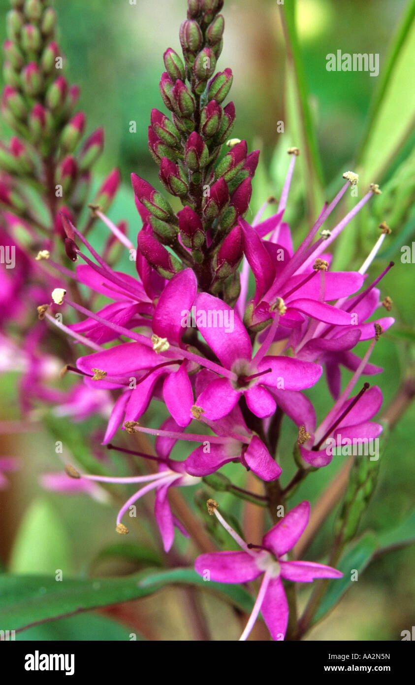 Hebe 'Wiri Charm', pink flower, garden plant, Hebes Stock Photo - Alamy