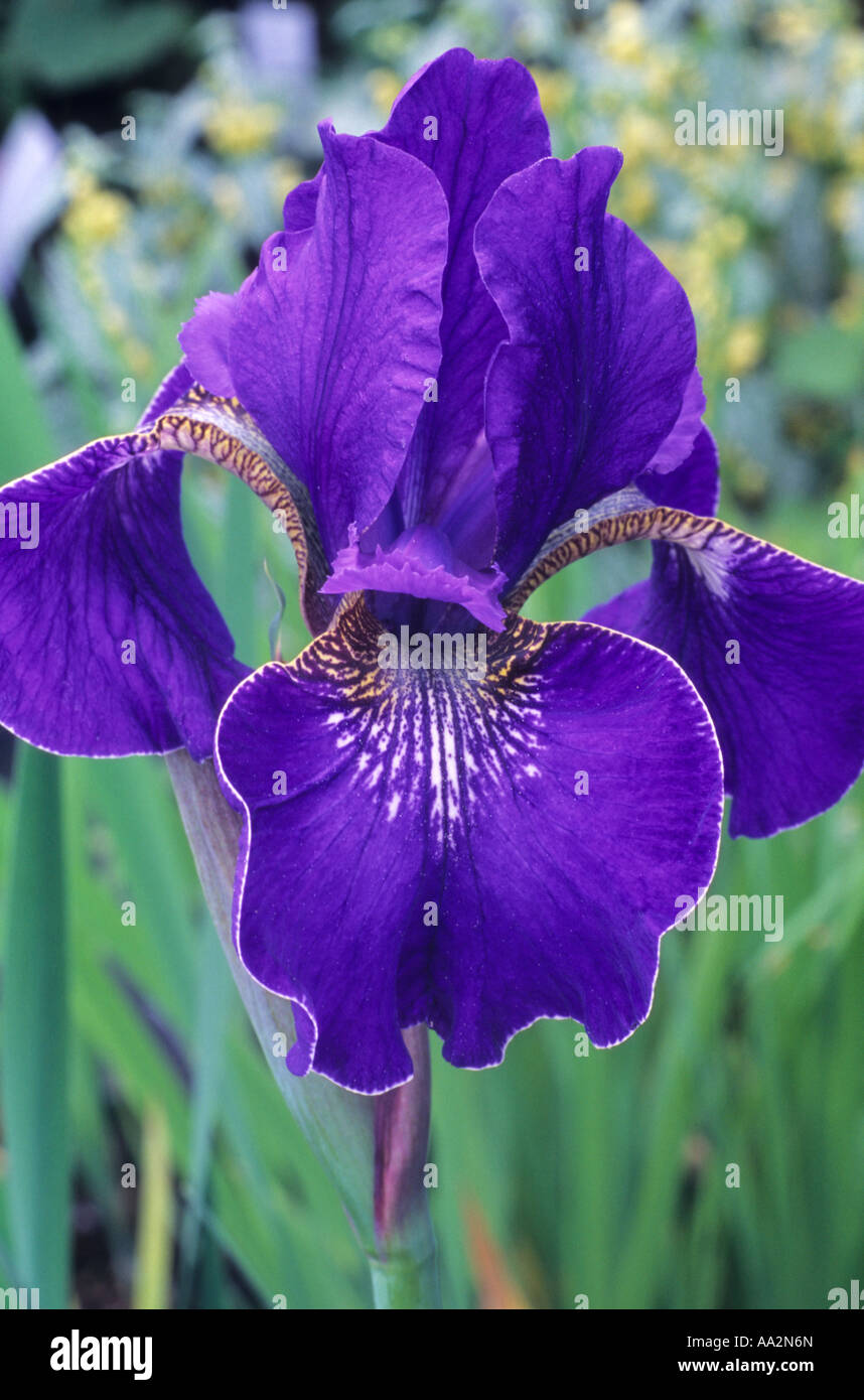 Iris sibirica 'Silver Edge', Siberian flag, blue flower, garden plant irises Stock Photo - Alamy