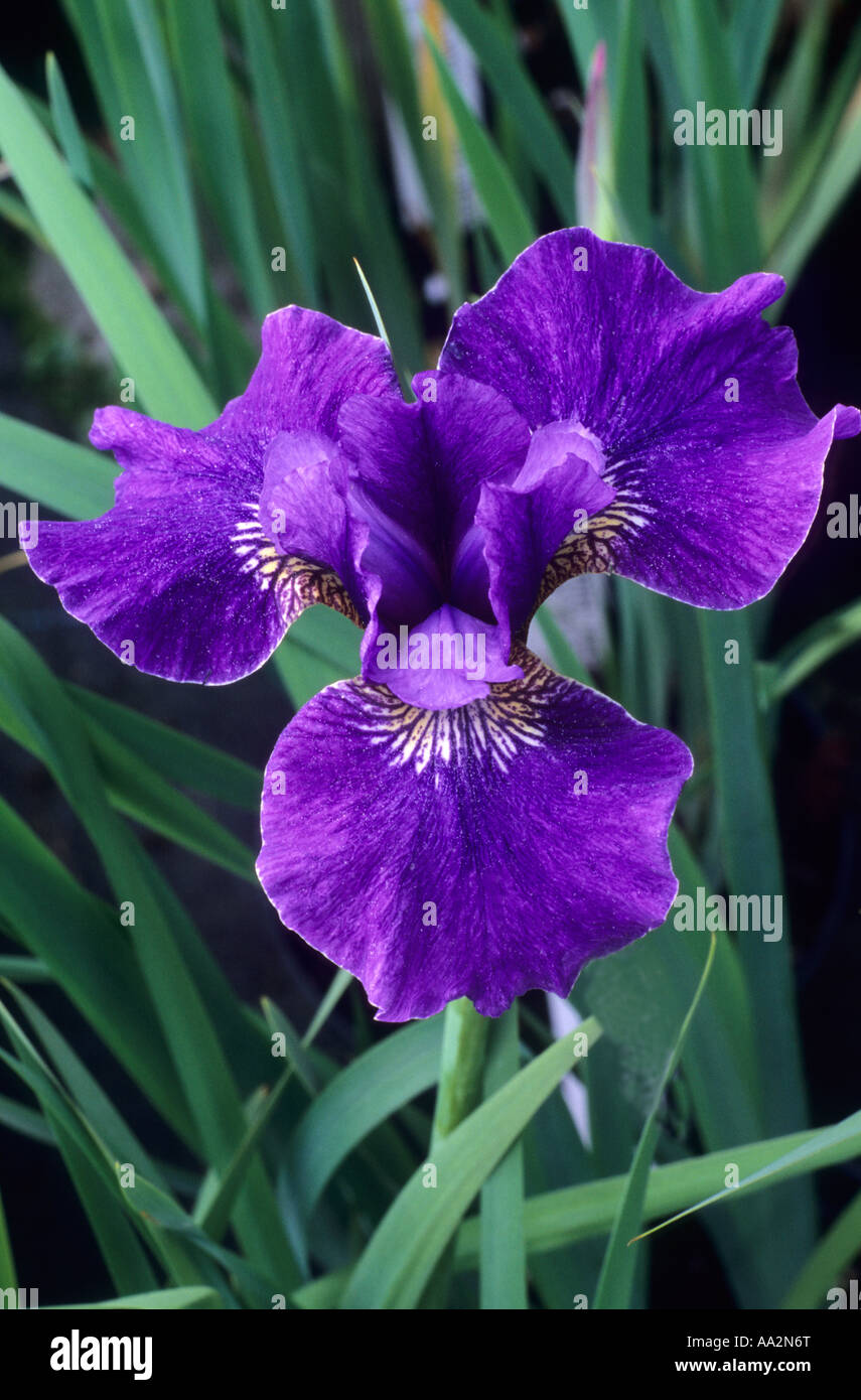 Iris sibirica 'Zakopane', Siberian flag, blue flower, garden plant ...