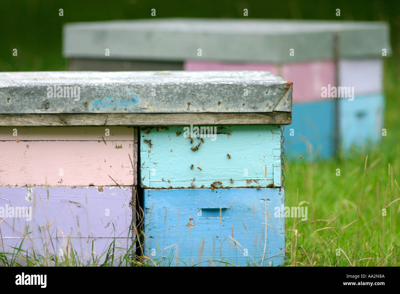Colorful bee Hives in long grass in New Zealand Stock Photo - Alamy
