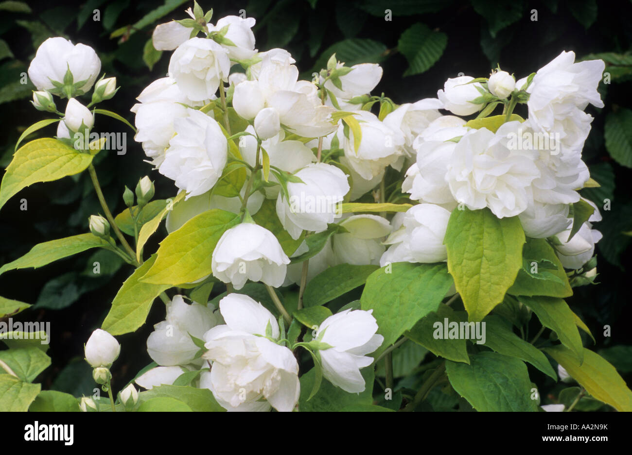 Philadelphus hi-res stock photography and images - Alamy
