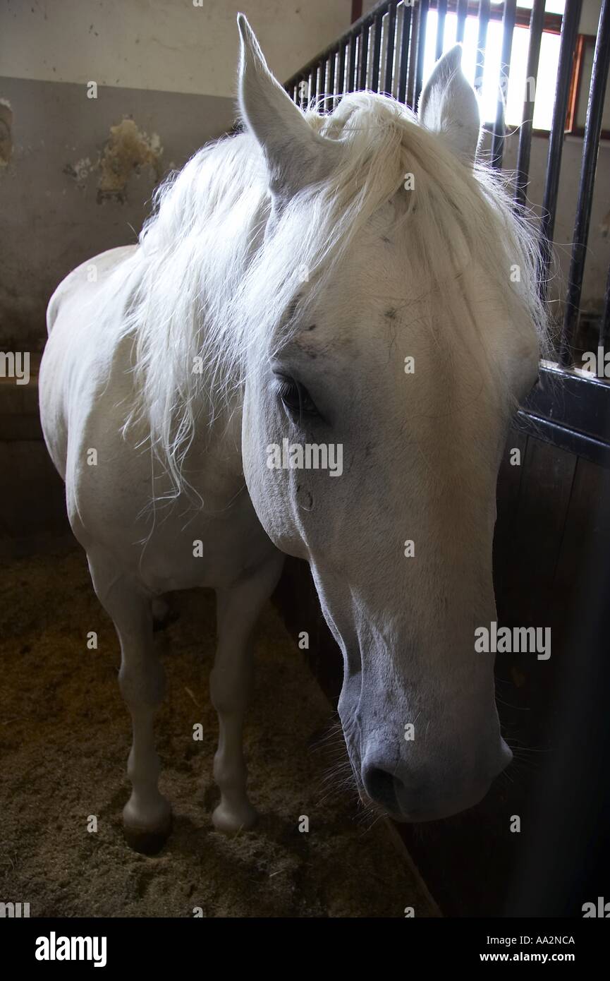 Lippizaner horse in horse stable in Lipica Stock Photo - Alamy