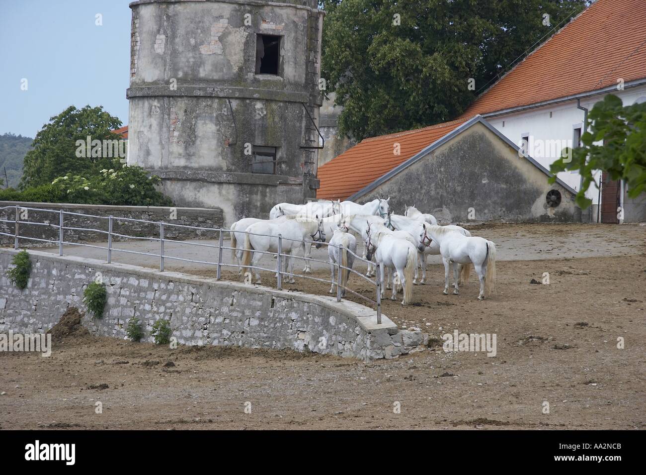 Lippizaner horses in Lipica Stock Photo - Alamy