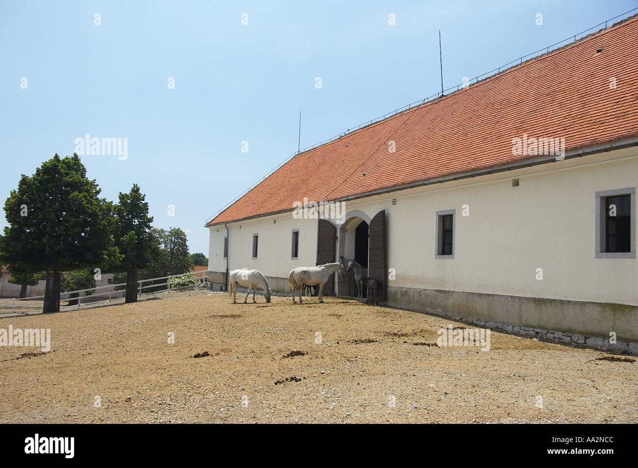 Lippizaner horses in Lipica Stock Photo - Alamy