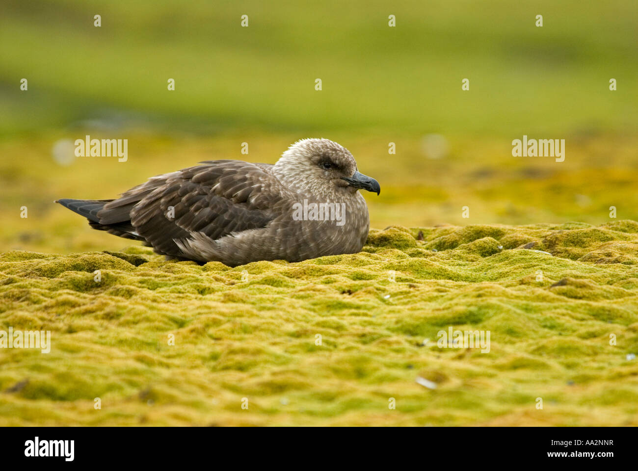 Antarctic Skua, Stercorarius antarctica, resting on moss, Deception ...