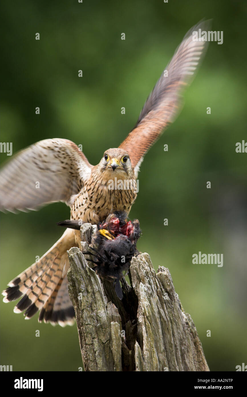 Dead blackbird turdus merula hi-res stock photography and images - Alamy
