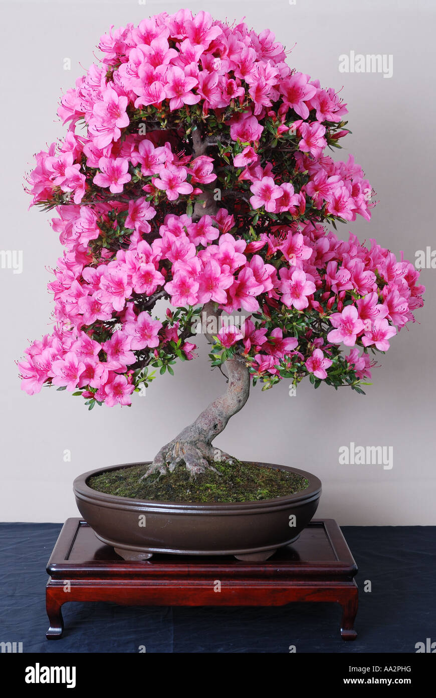 Bonsai Trees Azalea in bloom miniature plant Stock Photo - Alamy