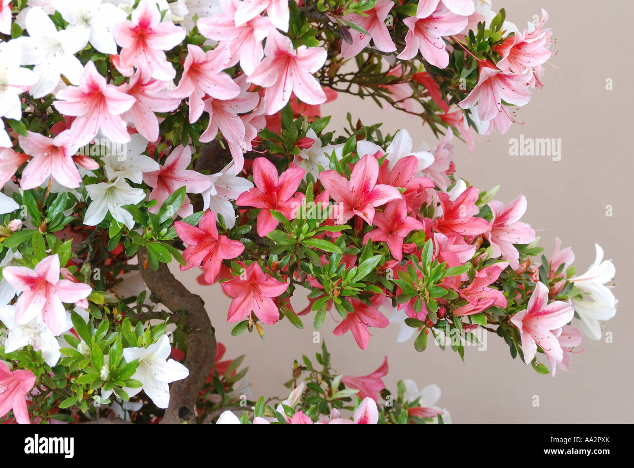 Bonsai Trees Azalea in bloom miniature plant Stock Photo - Alamy