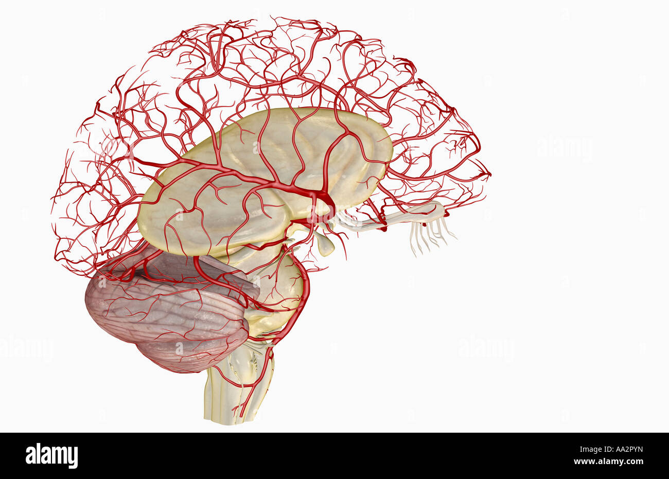Human brain arteries Cut Out Stock Images & Pictures - Alamy