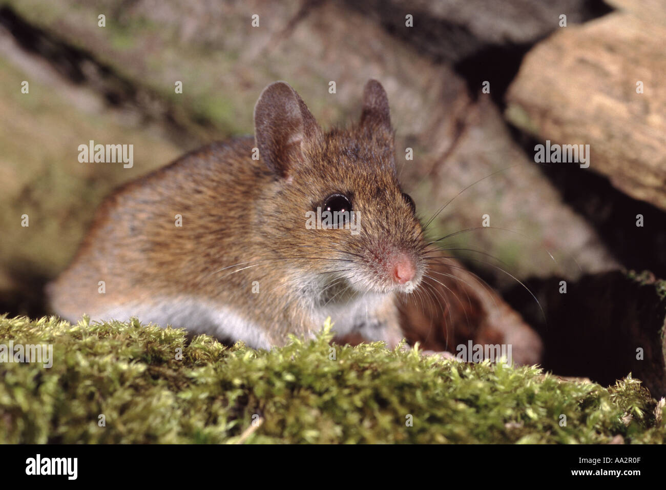 Wood Mouse Apodemus sylvaticus Stock Photo - Alamy