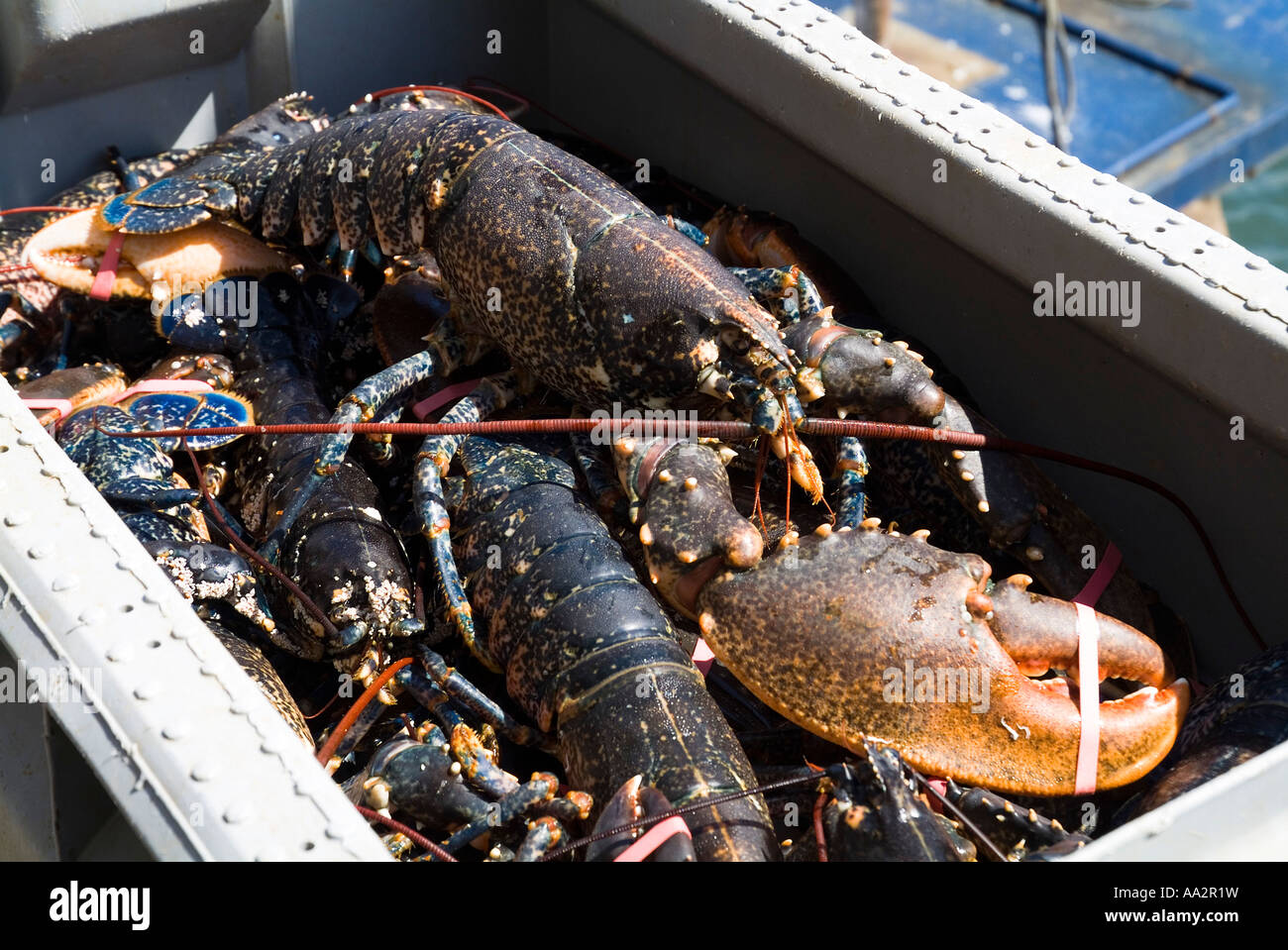 Fish box of lobster hi-res stock photography and images - Alamy