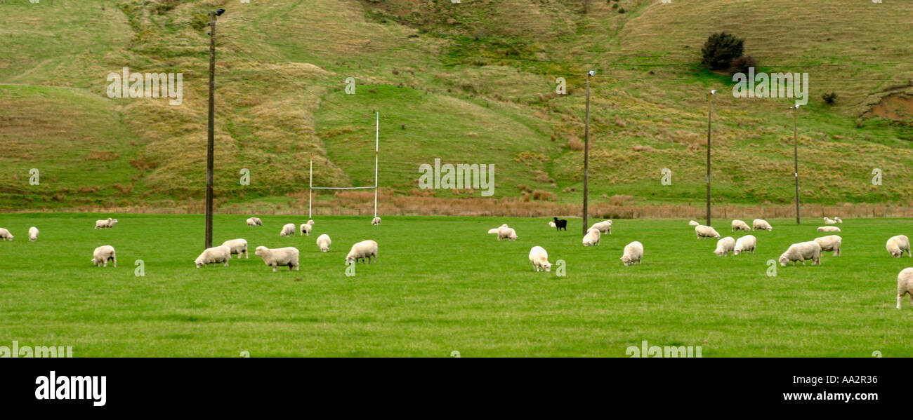 panoramic Country rugby field with sheep roaming New Zealand Stock ...