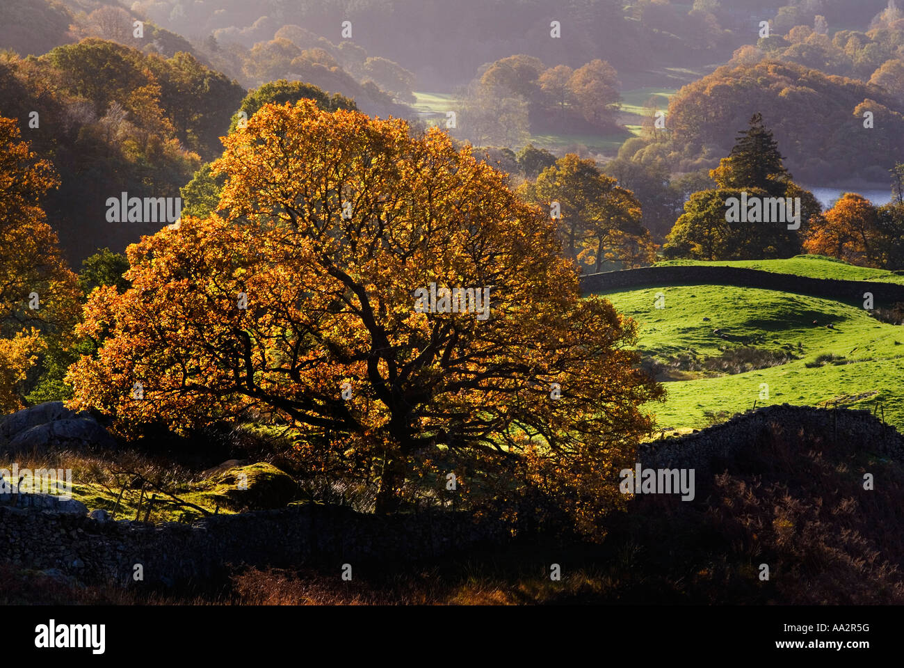 autumn tree in langdale Stock Photo - Alamy