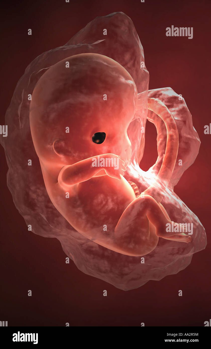 Embryo sac hi-res stock photography and images - Alamy