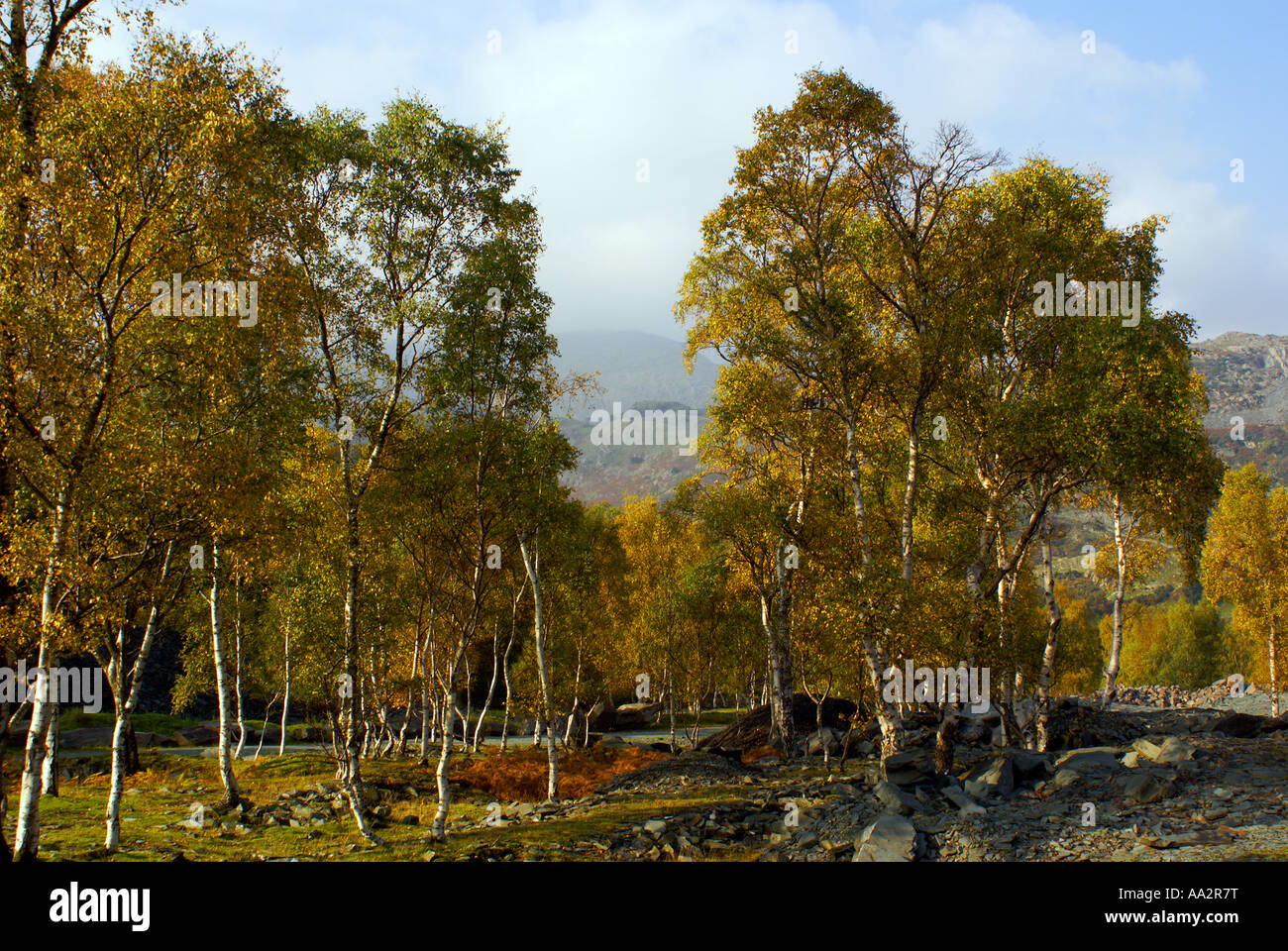 hodge close landscape at autumn Stock Photo - Alamy