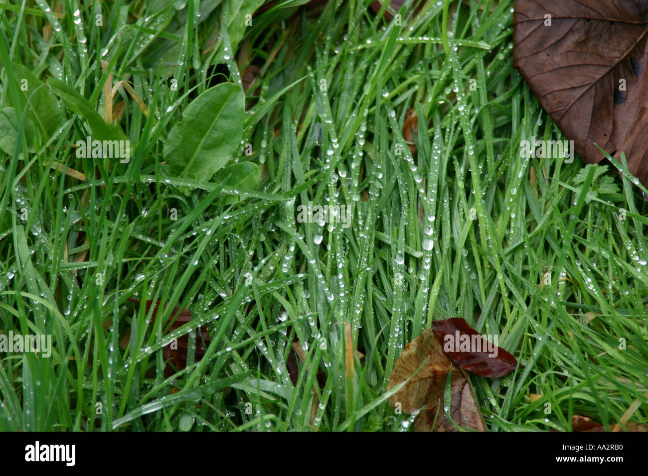 Wet grass gras hi-res stock photography and images - Alamy