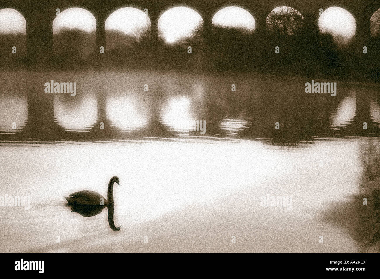 swan at dawn Stock Photo - Alamy