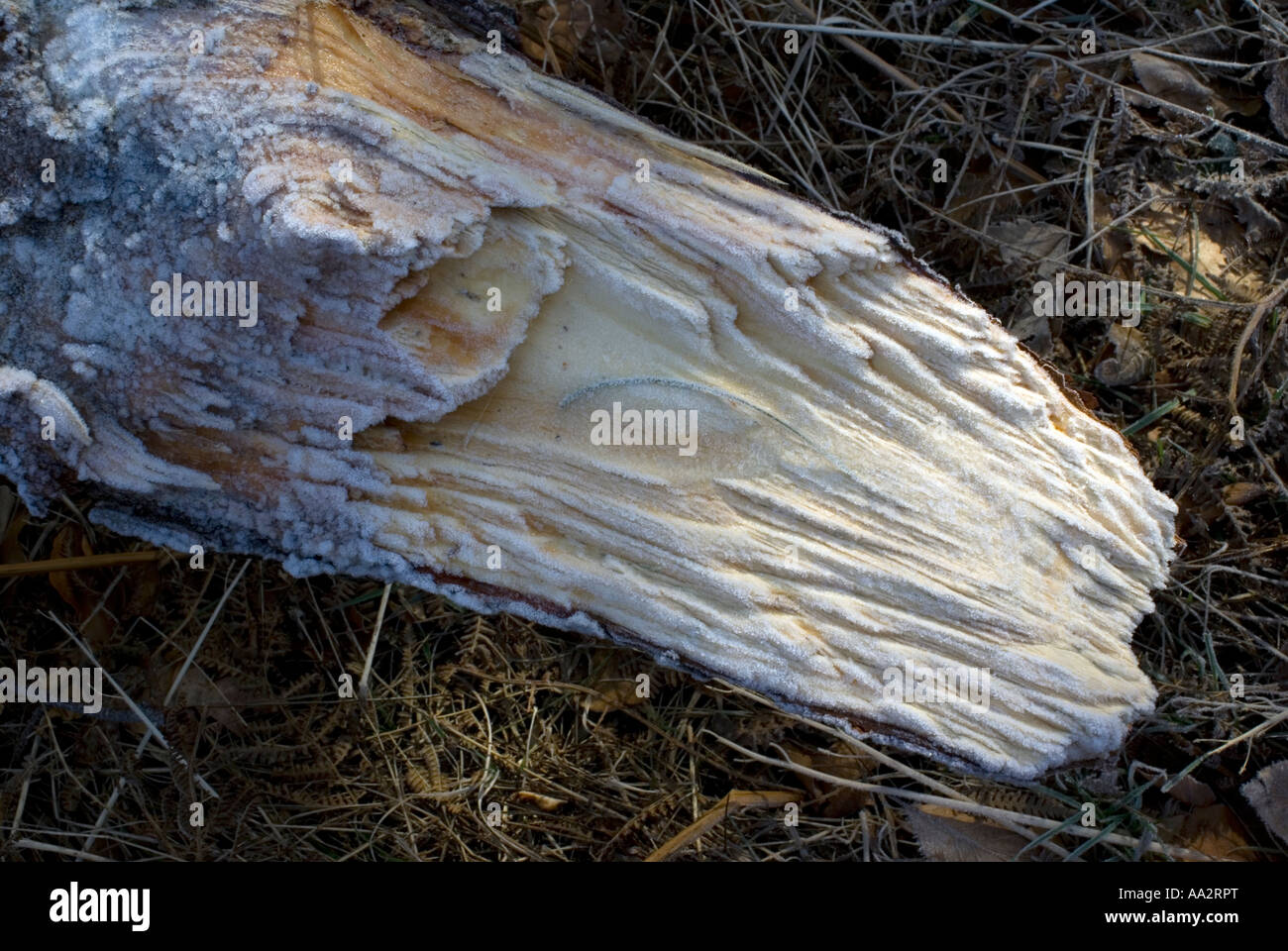 Frost frosted log cold hi-res stock photography and images - Alamy