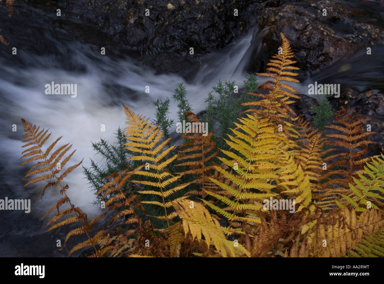 Golden ferns hi-res stock photography and images - Alamy