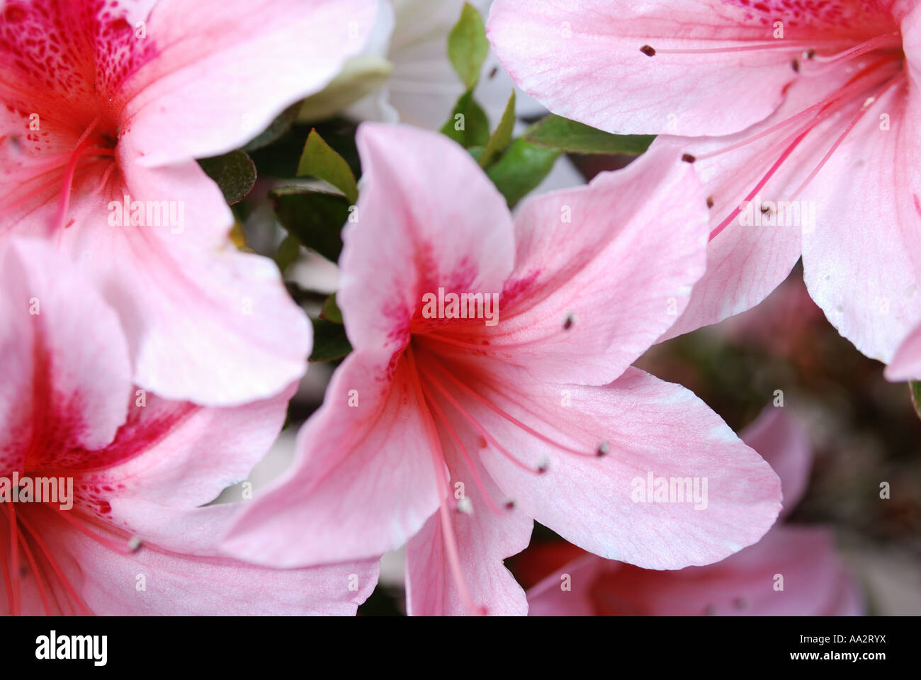 Bonsai Trees Azalea in bloom Stock Photo - Alamy