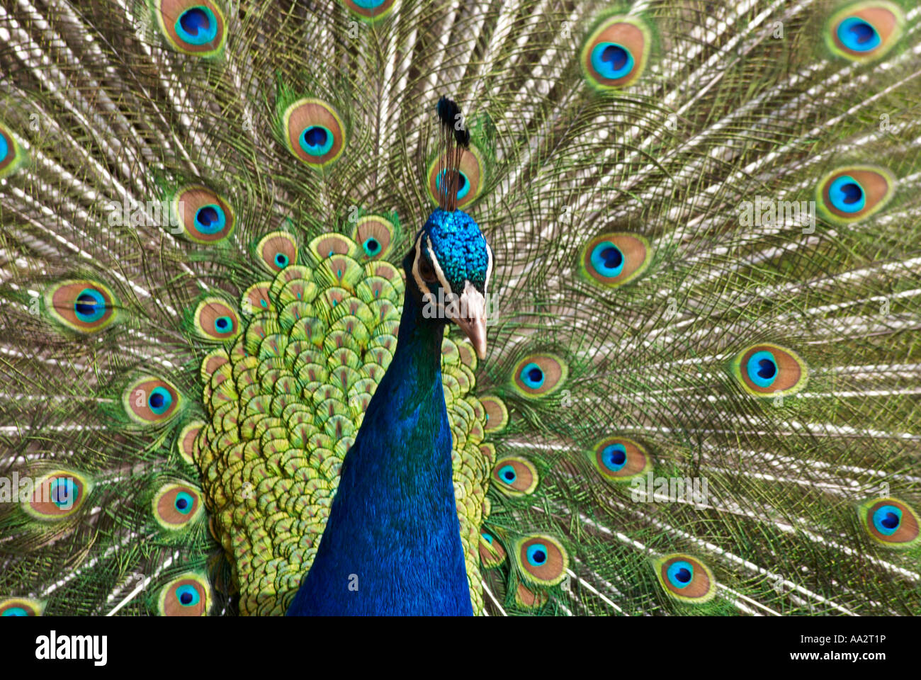 Peacock Feather Display Stock Photo - Alamy