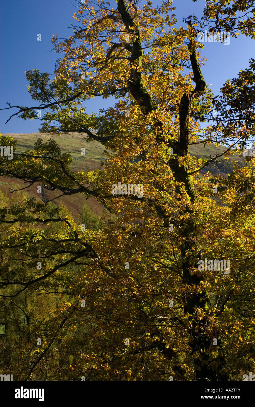 fall tree in the lake district Stock Photo - Alamy
